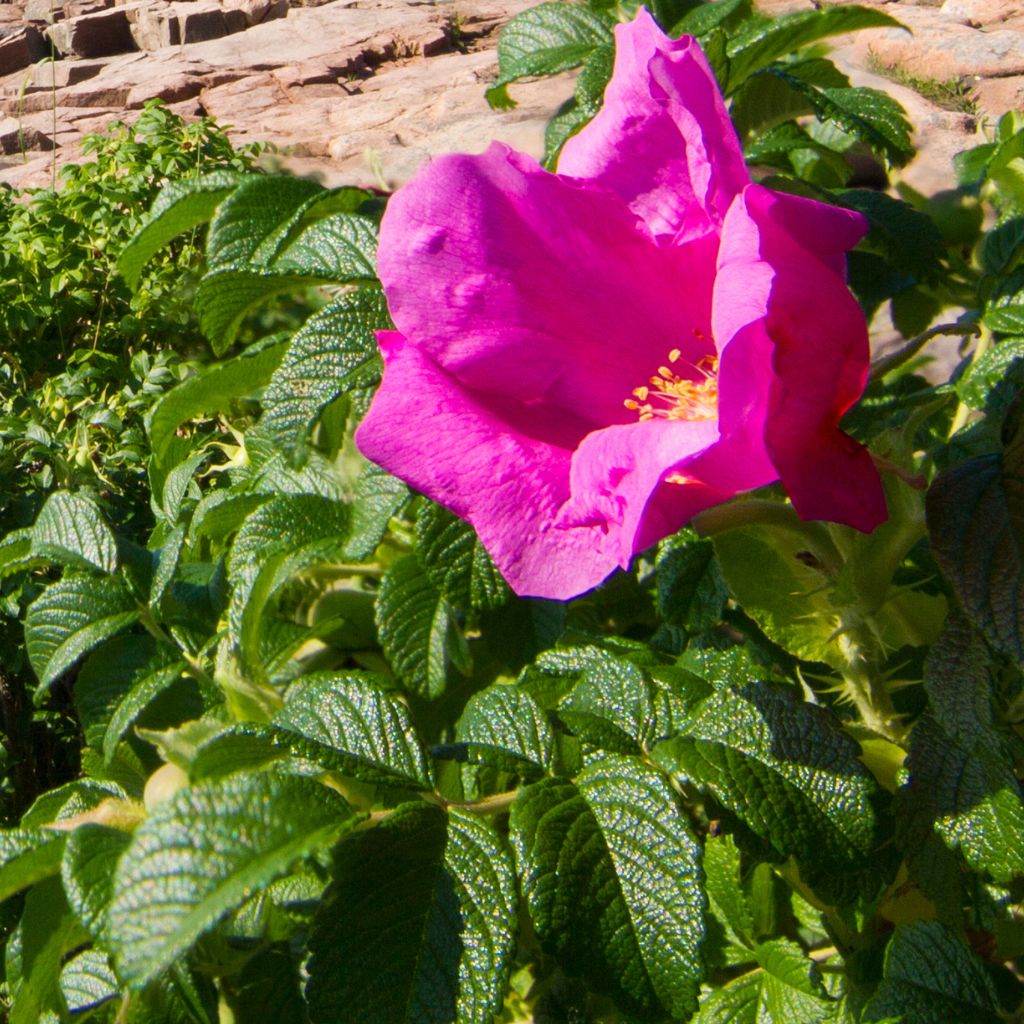 Why You Need to Visit Wild Gardens of Acadia - The Fat Girl Hiking