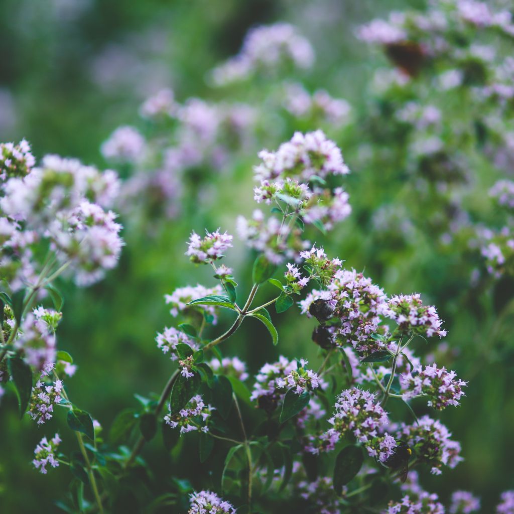 Why You Need to Visit Wild Gardens of Acadia - The Fat Girl Hiking